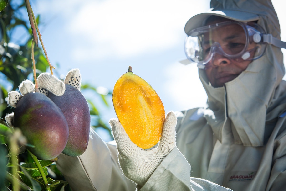 Brazil is the world's third-largest fruit producer | Brazilian Farmers