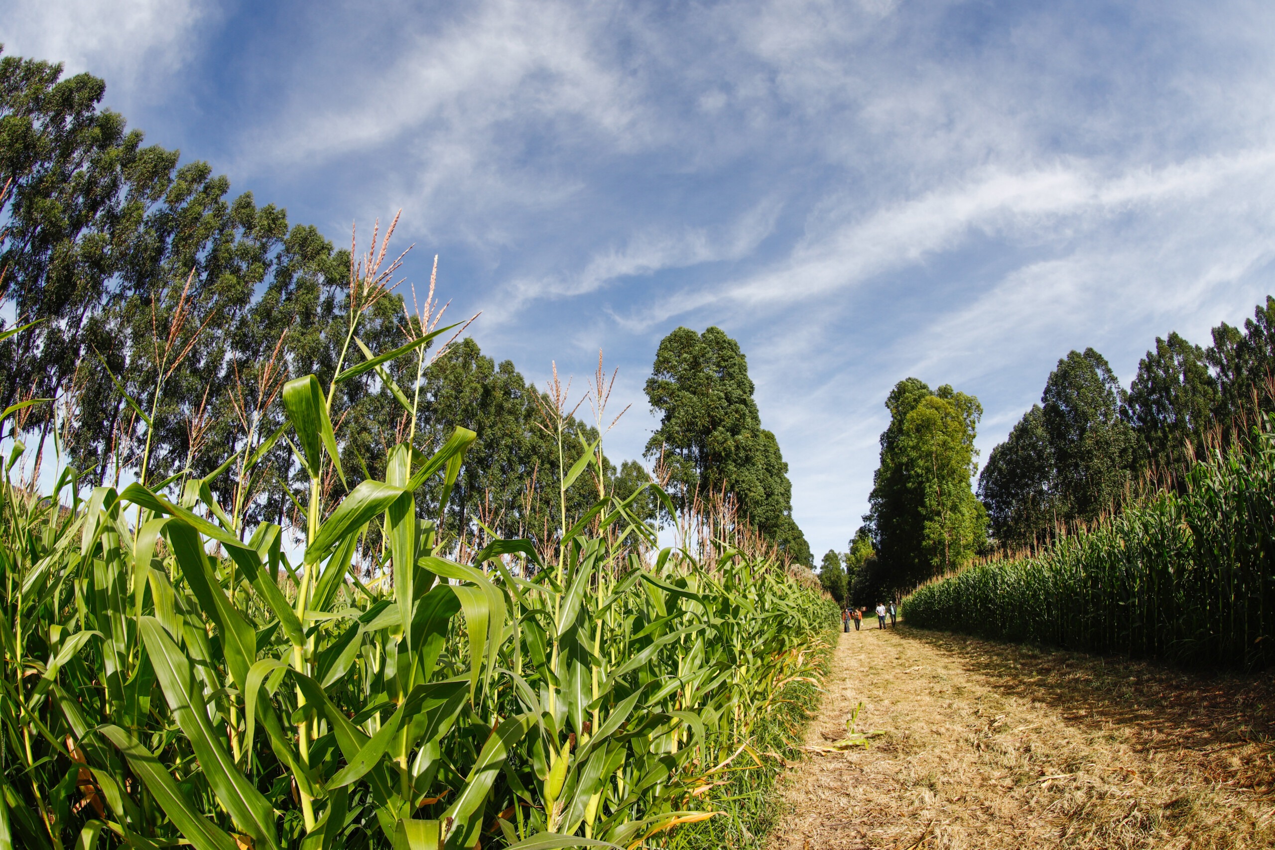Sustainable Agronomy: Agricultural Potential of Degraded Pastures in ...