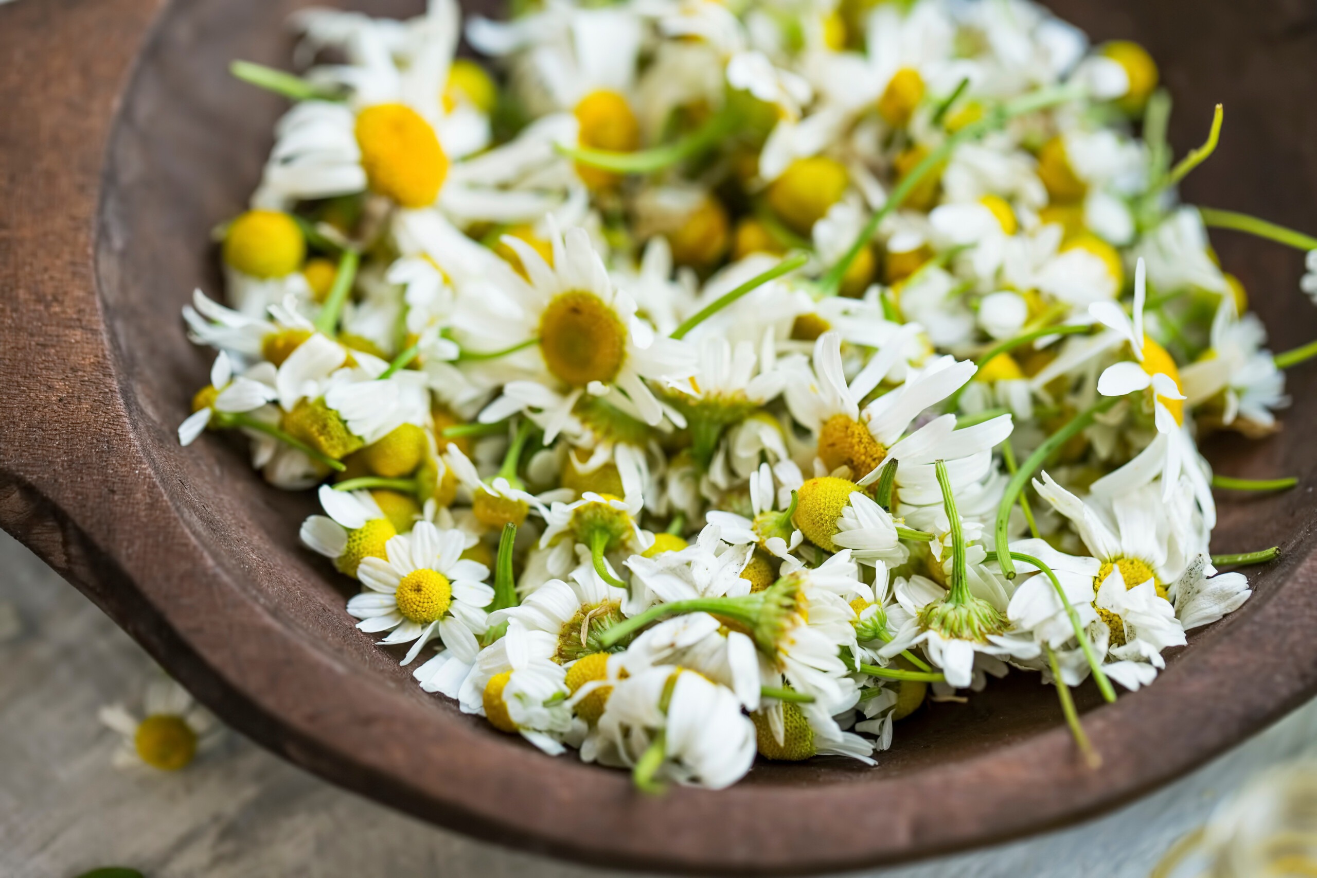 Chamomile from Mandirituba: The Perfume of Geographical Indication ...