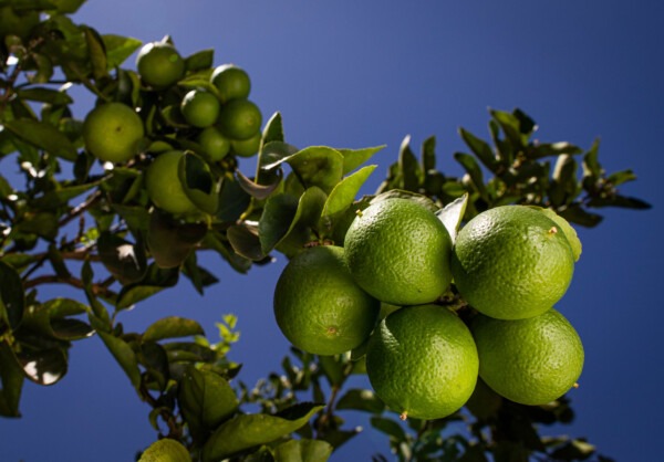 News | Brazilian Farmers