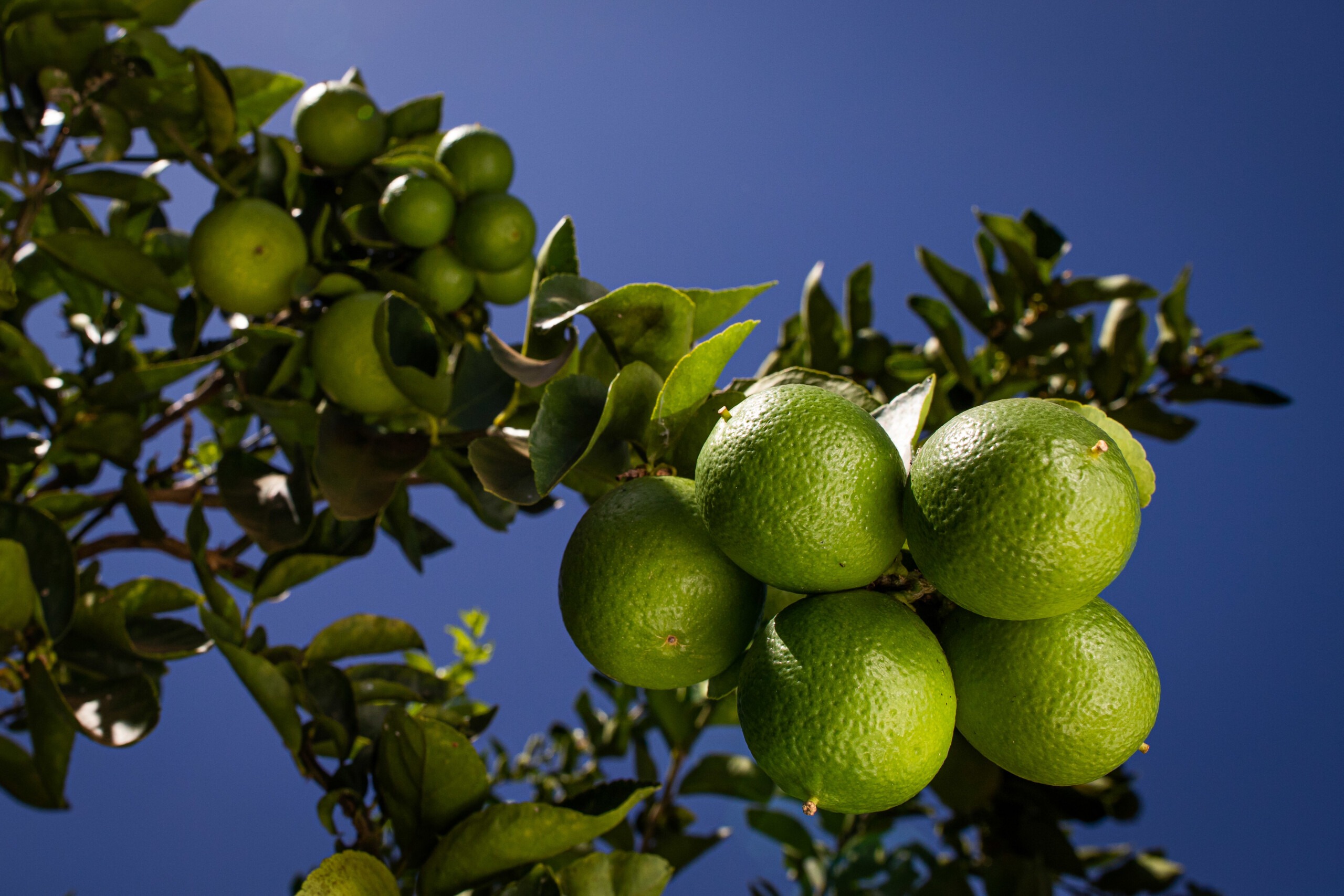 Discover How Natural Citrus Conquered International Markets with Tahiti ...