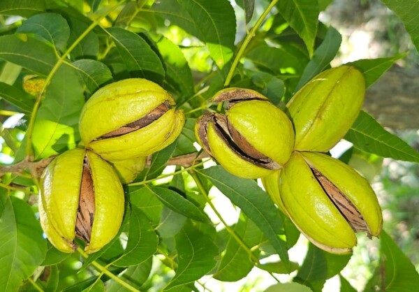 News | Brazilian Farmers