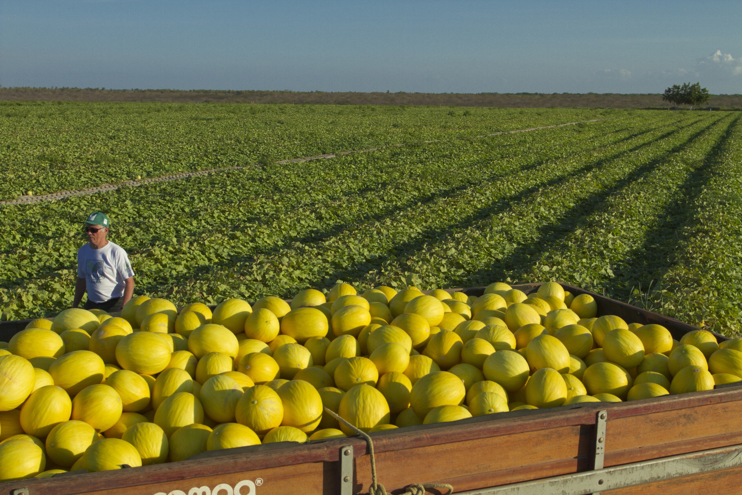 Sustainability in Brazilian Fruit Farming: Innovation and ...