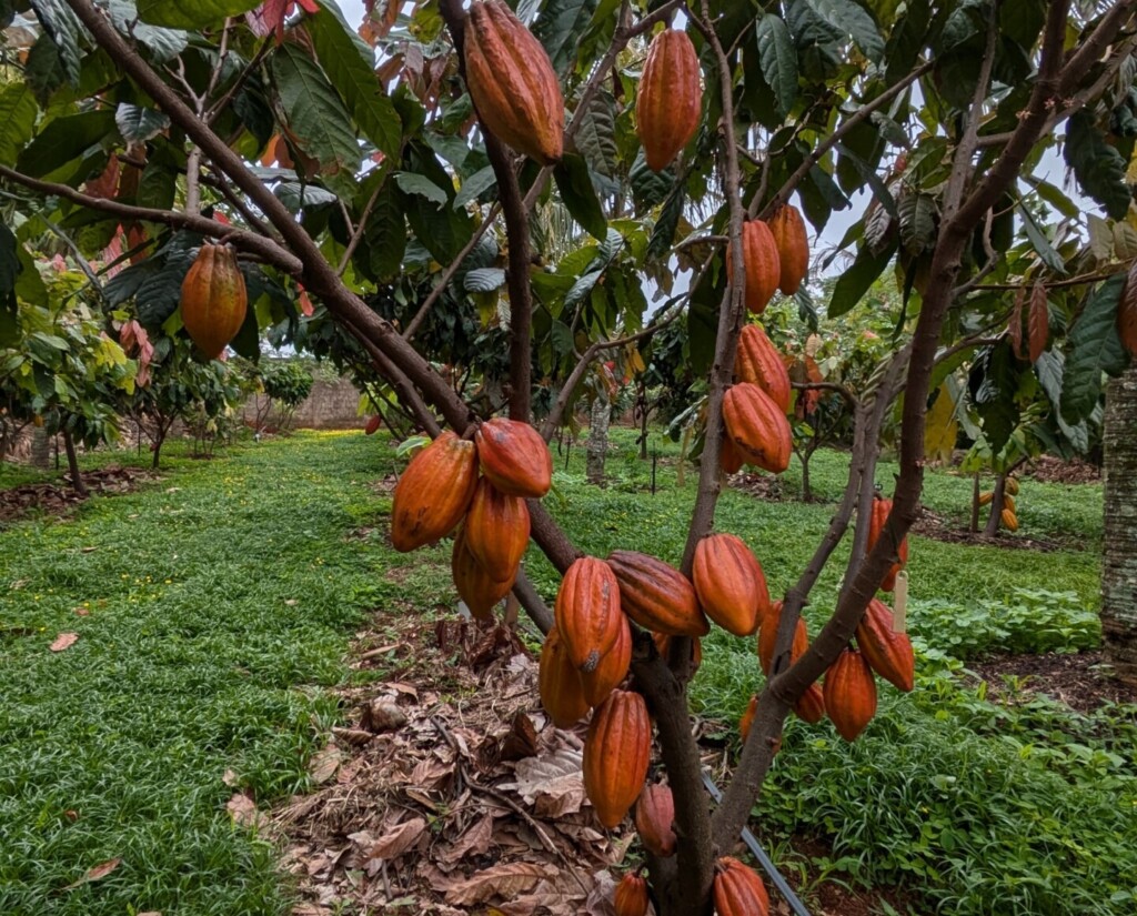 Cacao in the Brazilian Cerrado: The Potential of an Innovative and ...