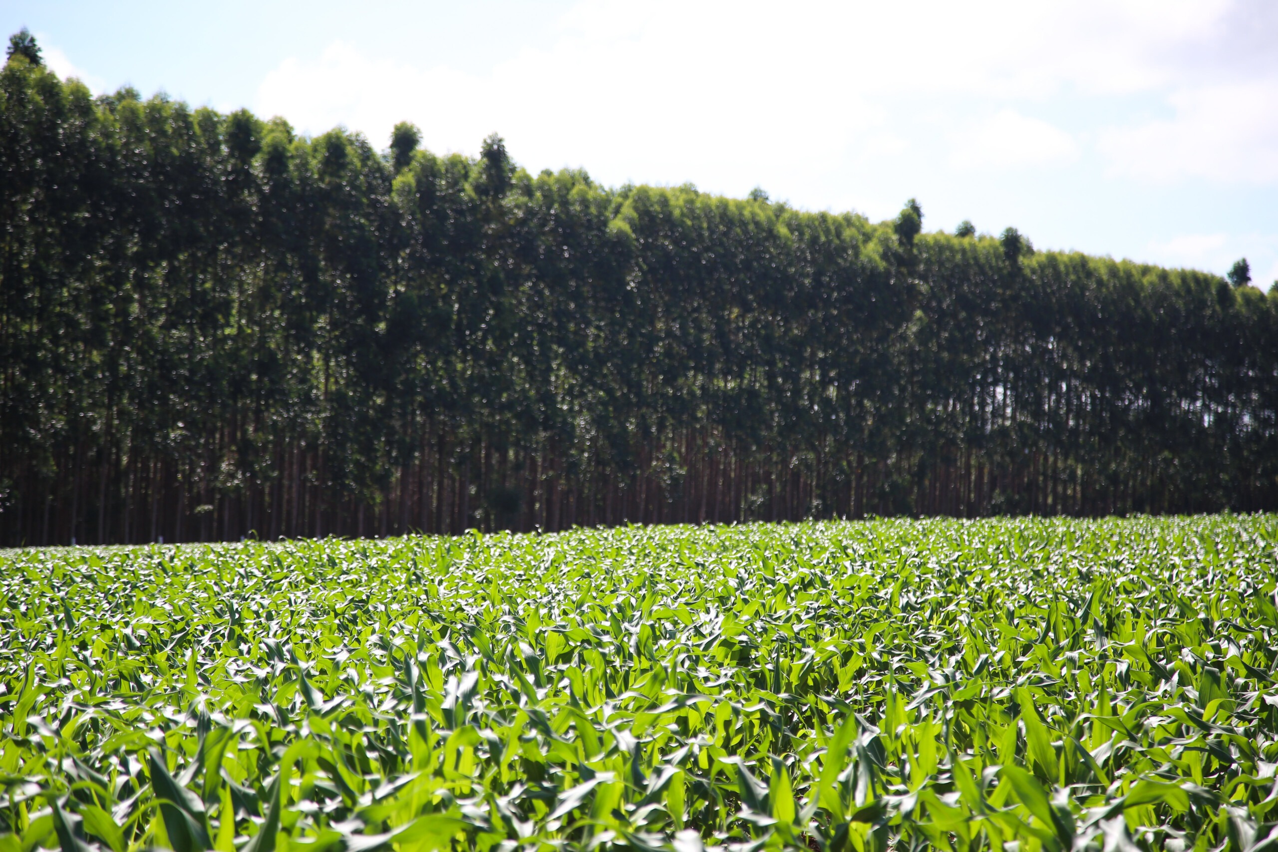 Diversity and Efficiency: The Strength of Brazilian Agriculture in a ...