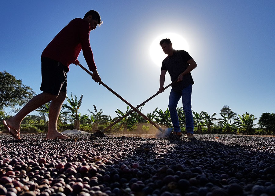 Brazilian coffee farms in the Amazon capture more carbon than they emit ...